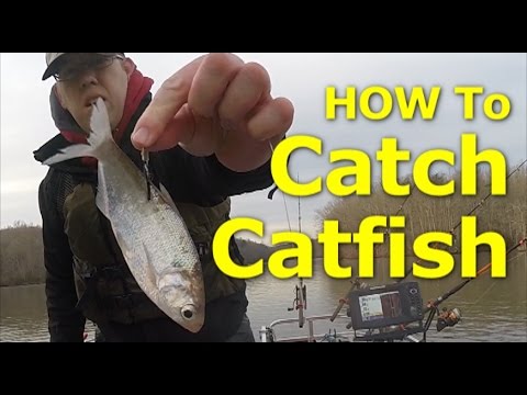 How to catch channel catfish - How I fish for catfish: Bait, Rigs, Net