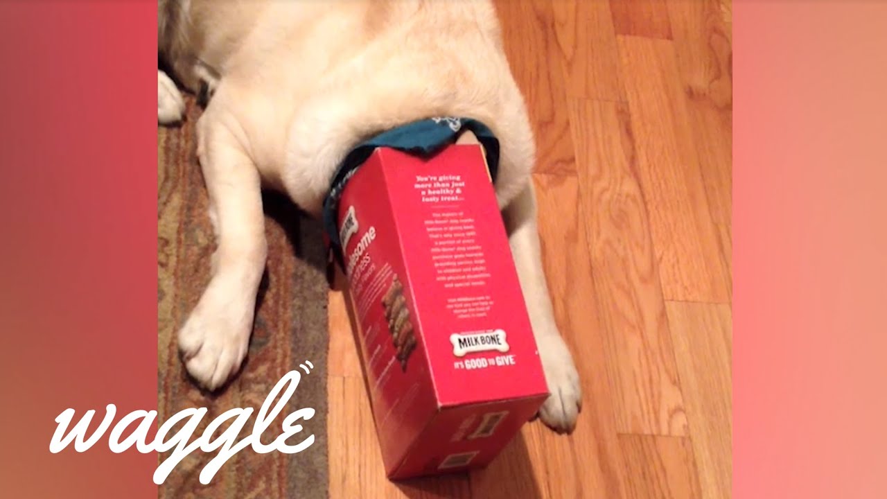 Pets Who Love Cardboard Boxes | Funny Pet Compilation