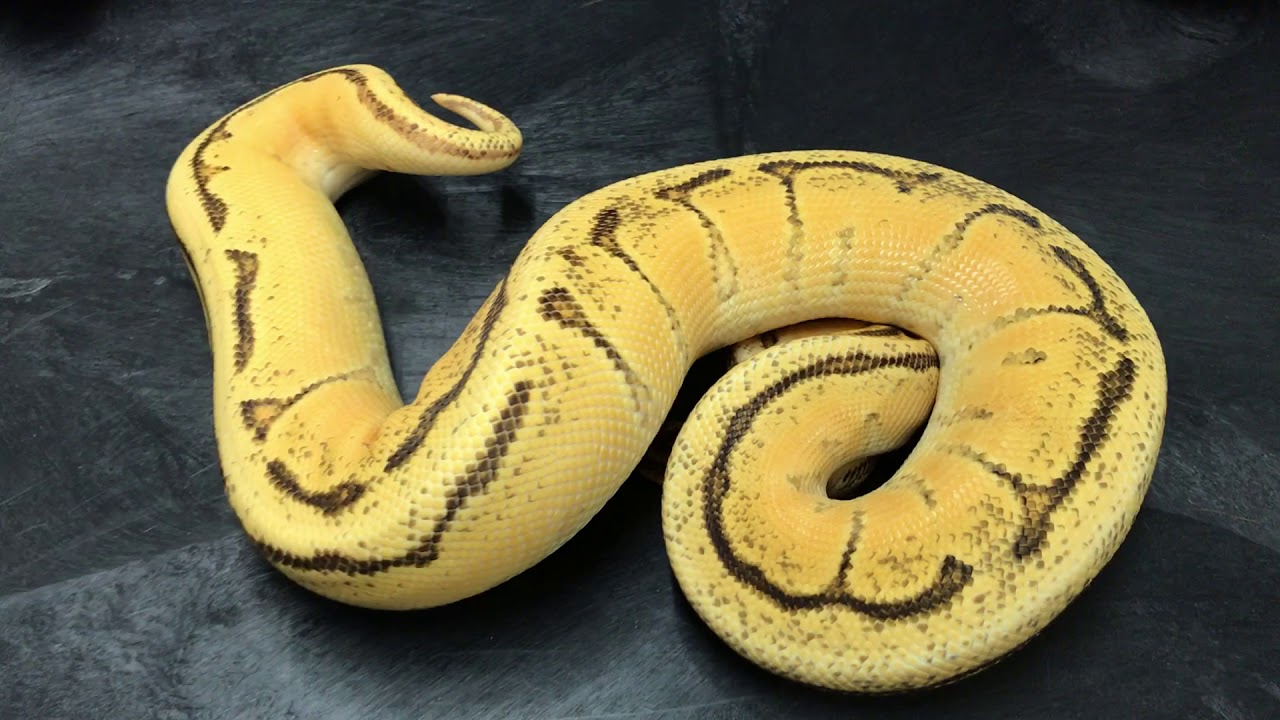 Ball Python Morphs #8 Orange Dreams and Super ODs!
