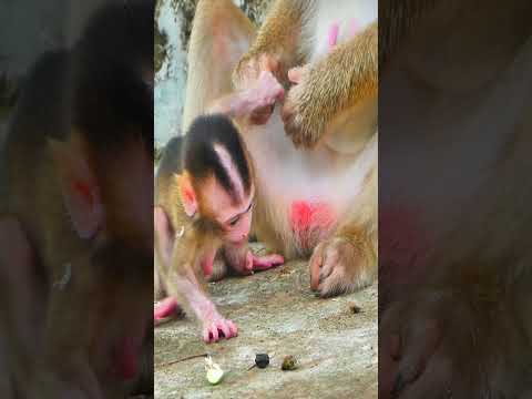 Baby monkey video 2024 #shorts EP 044