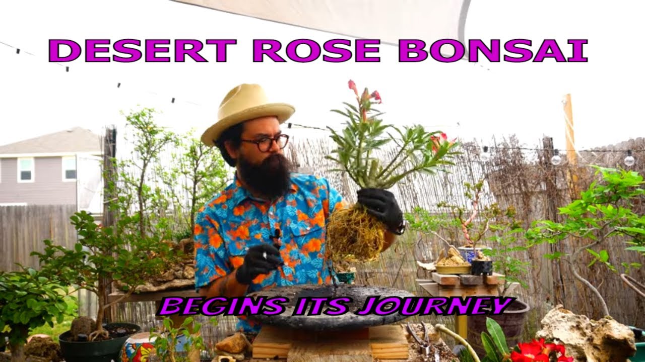 Getting a Desert Rose Bonsai Started - Bonsai-YEAH!
