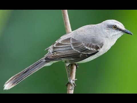 El cenzontle mexicano – #AndreaCuervoDesign