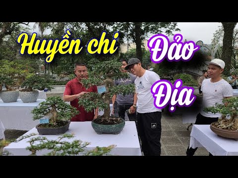 SH.7233. Hải cắt kính trầm trồ và gạ mua HUYỀN CHI ĐẢO ĐỊA. Tại SVC Thị xã Sơn Tây Hà Nội.