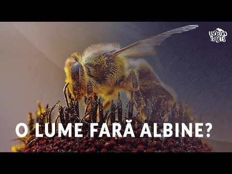 V.a. Animale nevertebrate: spongieri, celenterate, viermi, moluşte şi ...