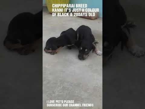 Chippiparai 20days to 28days kanni meaning in Tamil black native breed Tamil Nadu state Indian bree