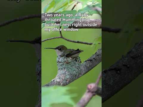 Ruby-throated Hummingbird Nesting Habits #birds #wildlife #hummingbird #birdsnest