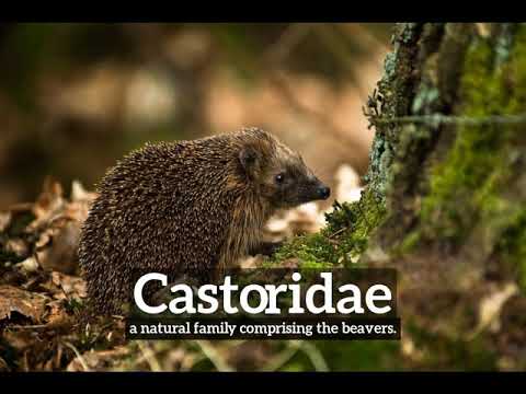 How to Say Castoridae in English? | What is Castoridae? | How Does Castoridae Look?