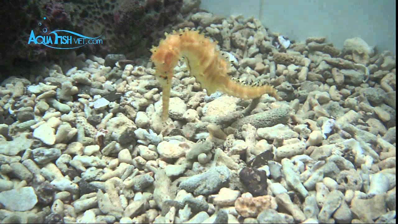 Hippocampus Histrix || AquaFishViet.com