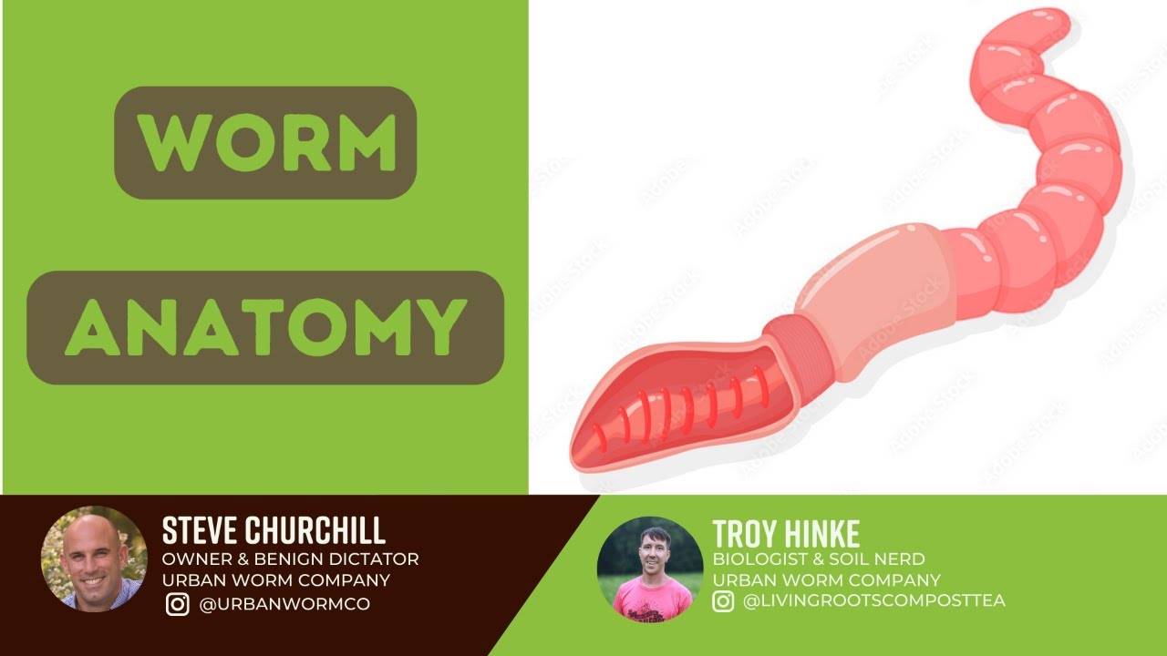 Worm Anatomy