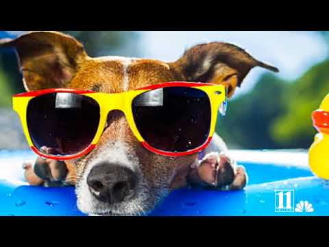 Why are dogs colorblind?