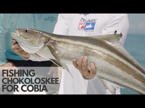 Fishing Chokoloskee with Captain Brian Sanders. Cobia, Snook, Redfish, Goliath Grouper, and Sharks!
