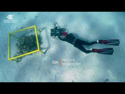 What is the Australian Coral Reef Resilience Initiative?