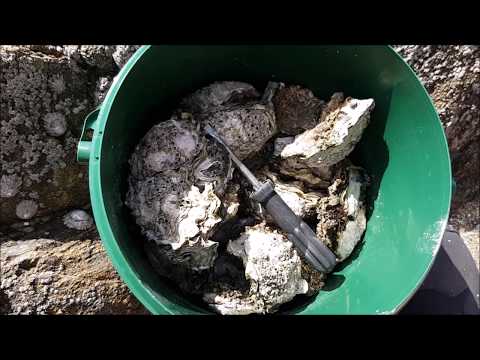 OYSTERS EATEN ALIVE - Part 2