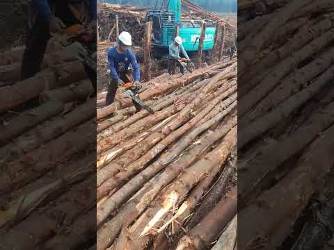 serak potong kayu Akasia, kayunya kecil" semau