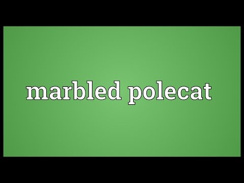 Marbled polecat Meaning