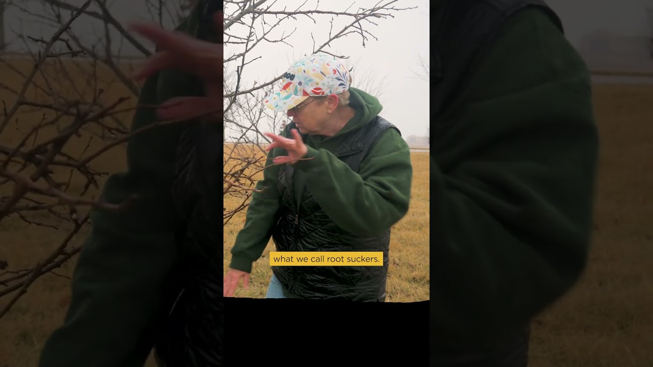 Pruning Apple Tree Water Sprouts and Root Suckers