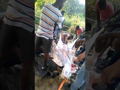 Ukuhlinzwa kweNkomo II – The Ulwazi Programme