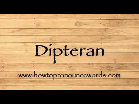 How To Pronounce Dipteran ? How To say Dipteran New Video