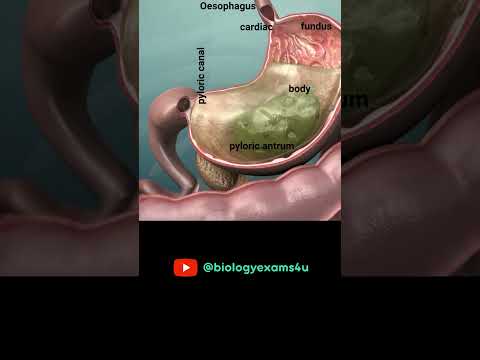 Digestion in Stomach Animation || Parts of the Stomach