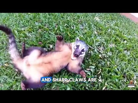 Coatimundis Facts: The Wild Side of This Adorable Pet