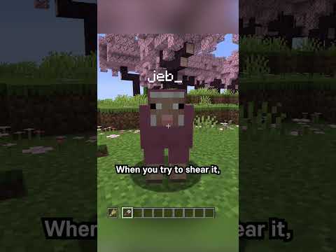 Shearing a jeb sheep #minecraft