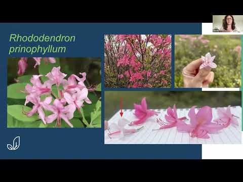 Tara Spears - Jenkins Arboretum and Gardens - Germplasm Conservation at Jenkins