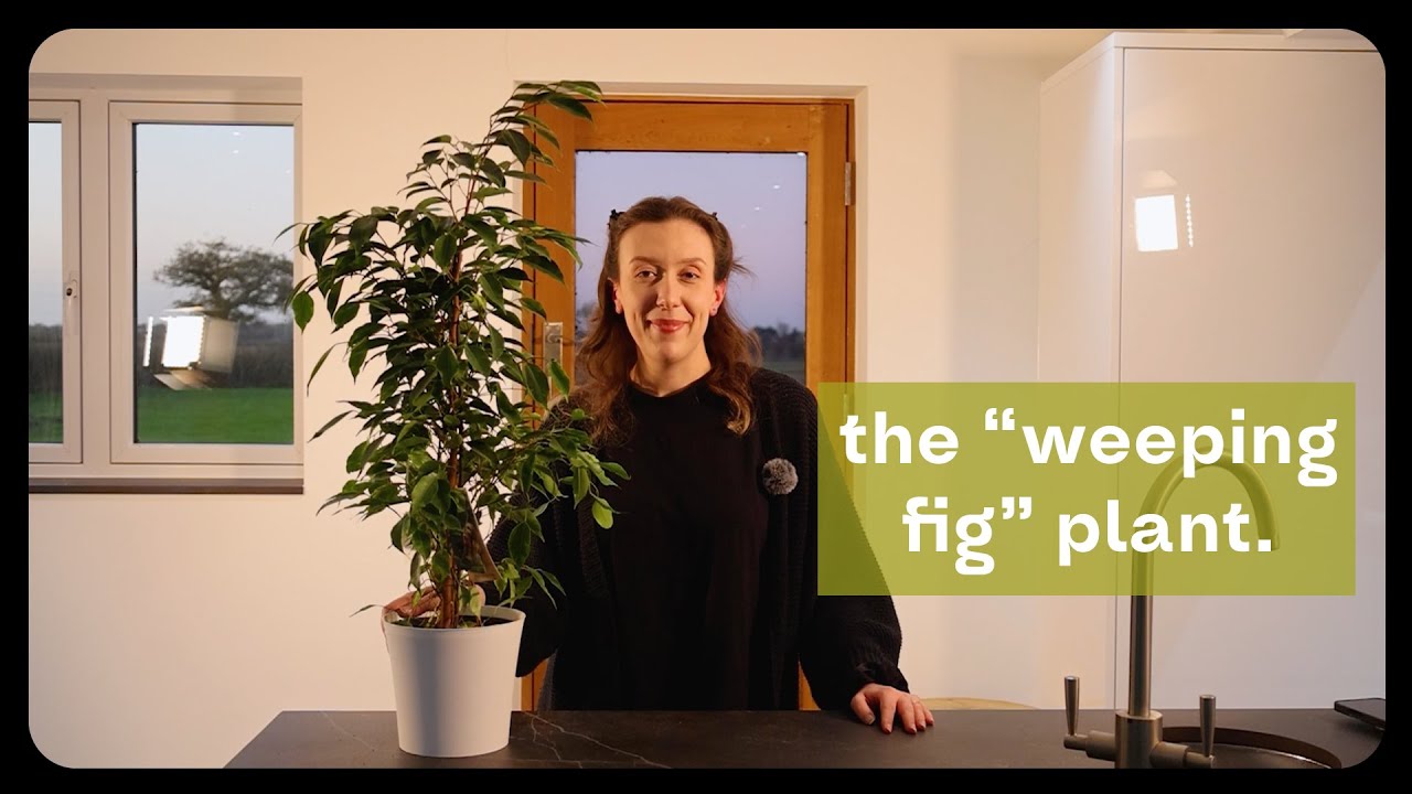 Plant Profile: Ficus Benjamina Anastasia