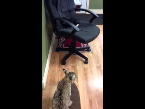 Stuffed Bobcat and office cats