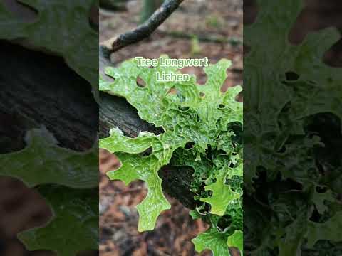 Tree Lungwort lichen, know your Lichens #lichens #lungwort #theokanaganforager #edb #foraging