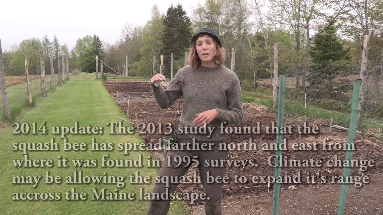 Research Topics in Lowbush Blueberry Pollination