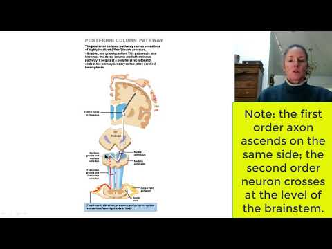 Sensory (Ascending) Pathways: Part II