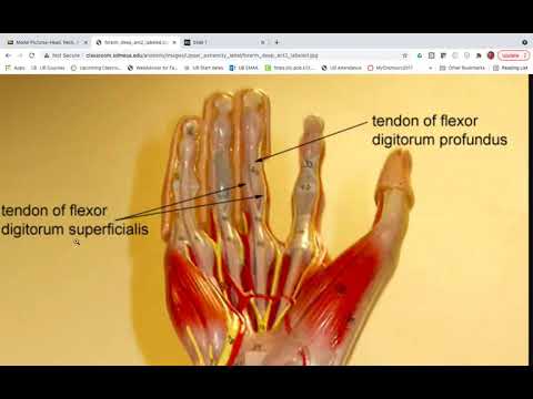 Deep Forearm FDS and FDP