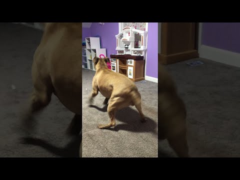 Excited Doggy Spins Like Ballet Dancer || ViralHog