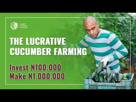 Why Cucumber Farming is the Best Business Opportunity in Nigeria Right Now 💥
