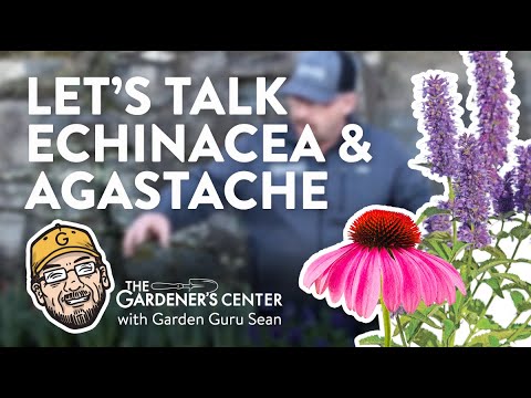 Let's Talk Echinacea and Agastache 🐝 🦋 Garden Guru Sean at The Gardener's Center
