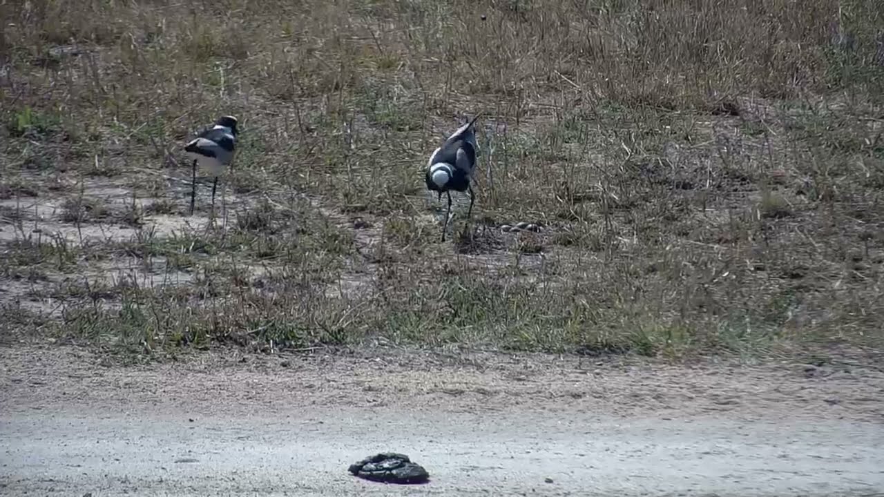 Blacksmith Lapwing Nests | Ranger Insights