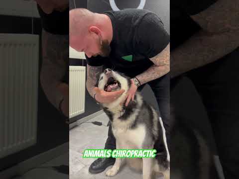 Animals Chiropractic ππππ#animals #chiropractic #dogs #foryou #asmr #germany #dogshorts #love