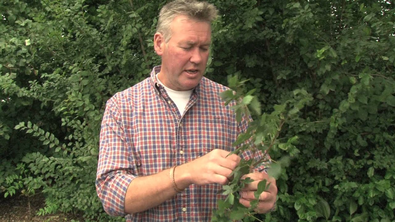 Identifying Field Maple