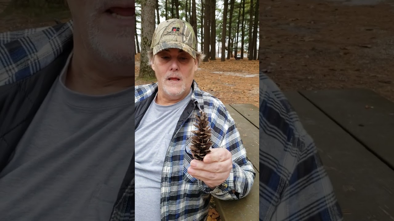 Male Pine Trees versus Female Pine Trees