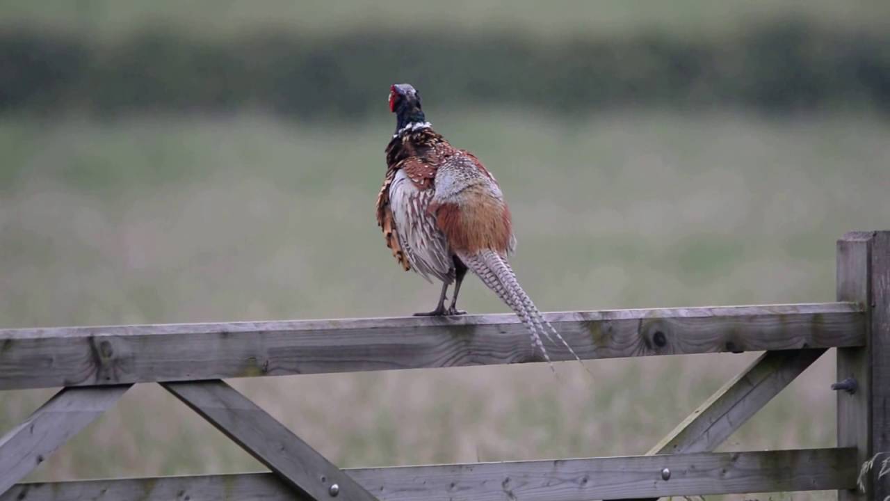 Pheasant call