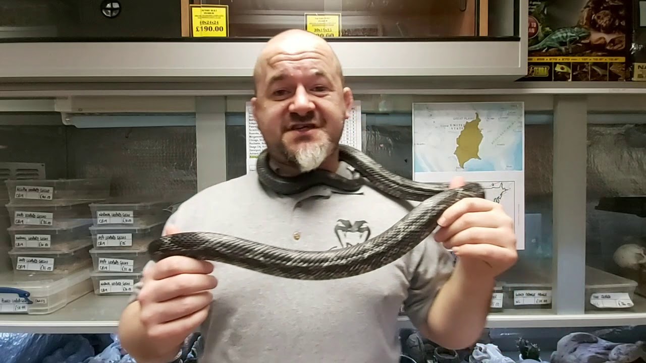 S'N'A Introducing Series: Episode 44 - Black Rat Snakes (Pantherophis obsoletus)