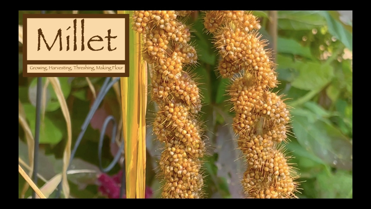 Foxtail Millet: Beautiful, Healthy & EASY to THRESH & Make into FLOUR! REPLACE 1/2 your Wheat Flour!
