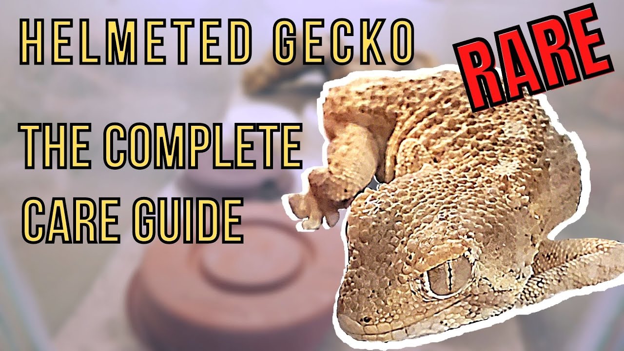 Helmeted Gecko - A Complete Care Guide to Tarentola chazaliae