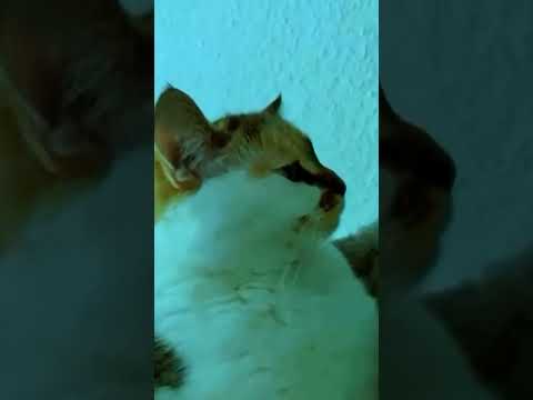 It's party time...π₯³π» #cat #catvideos #funny #catfunny #comedy #shorts #shortsfeed#shortsvideo #viral