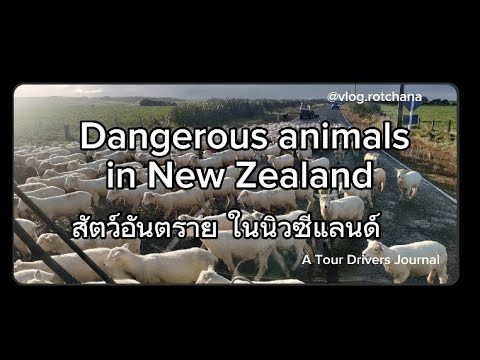🌟 Watch Out! The 'Dangerous' Animals of New Zealand! 🌟