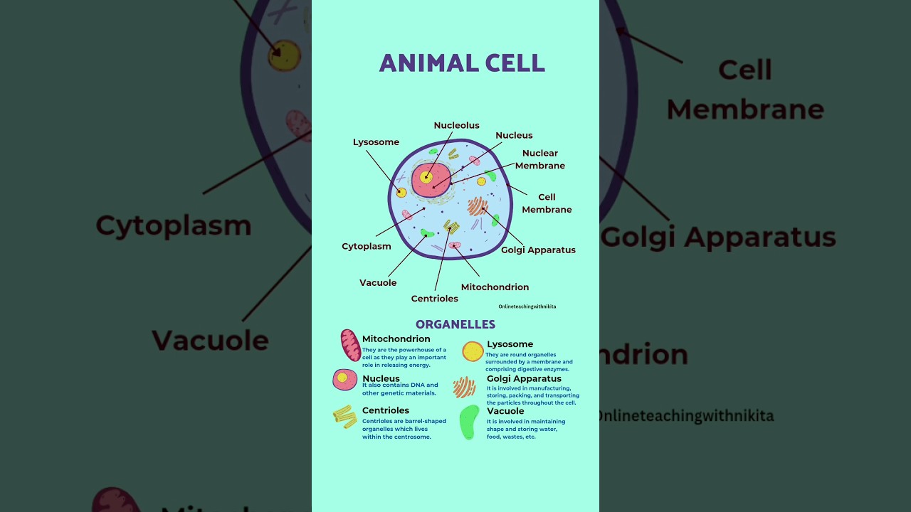 Labelled diagram of Animal cell and functions of cell organelles #animalcell