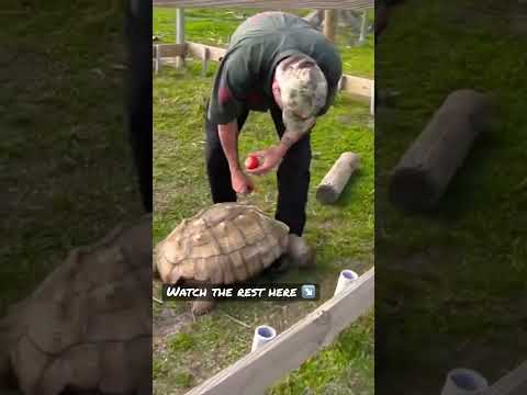 He’s ramming me 🐢 #shorts #animals