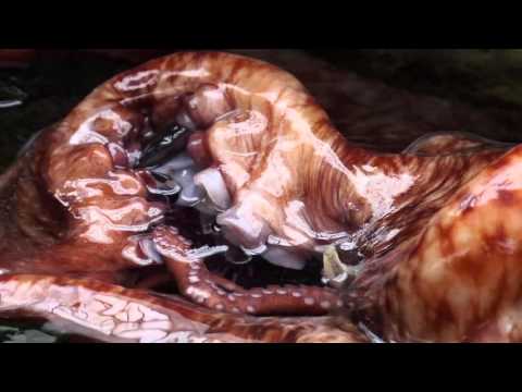 Cephalopod Week at Shedd