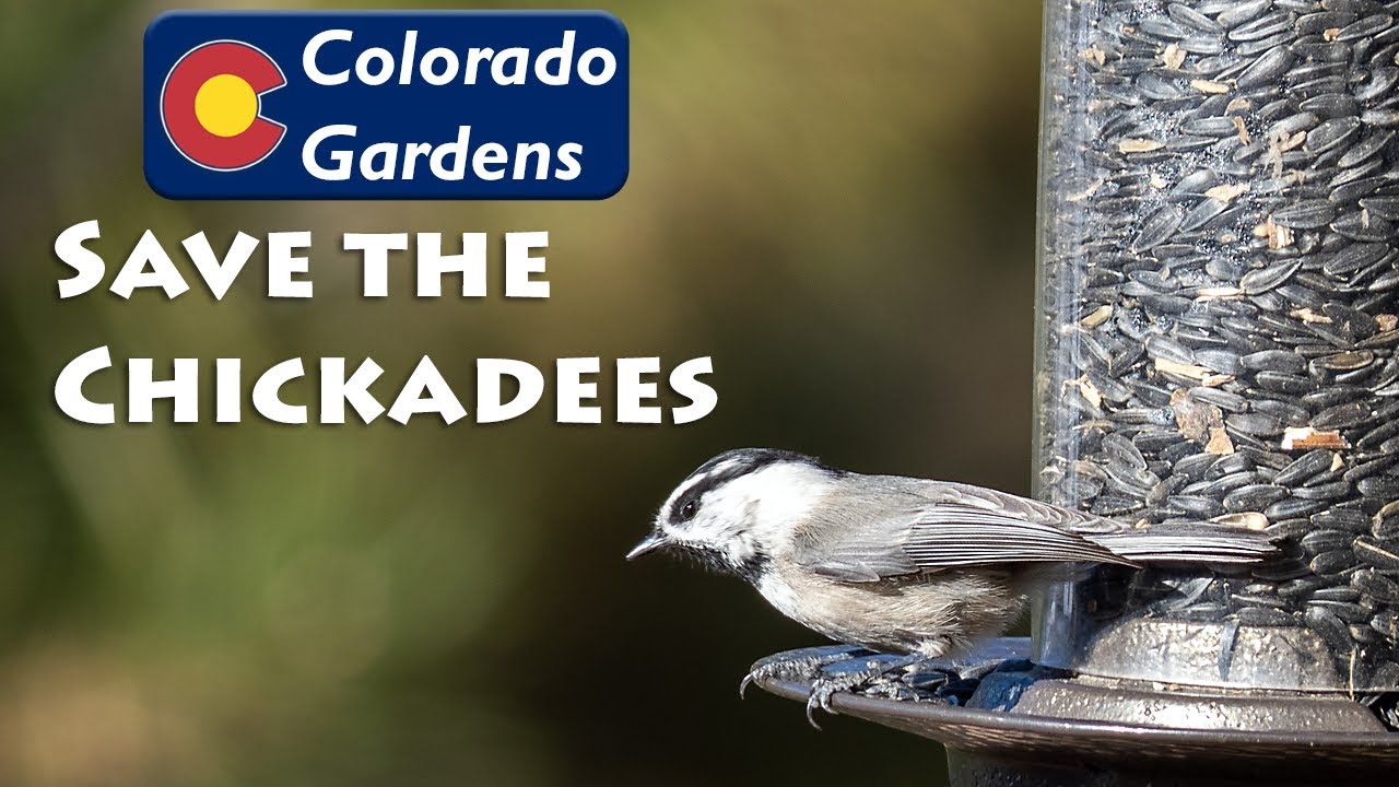 Save the Chickadees with Winter Feeding