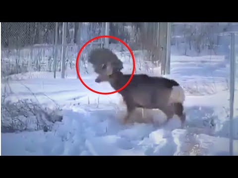 Lynx vs. Deer: Canada Lynx Takes on Adult Mule Deer [VIDEO]
